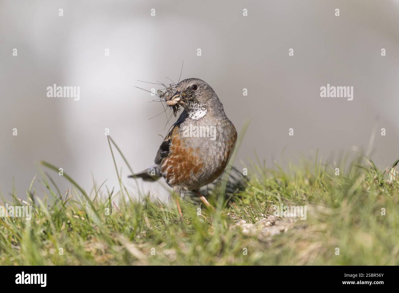 One adult alpine accentor (Prunella collaris collaris) walking on grass ...