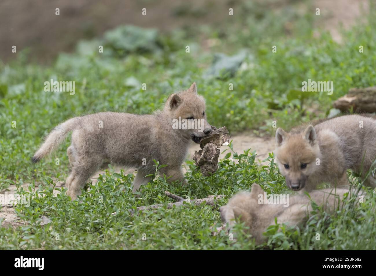 Three four weeks old Arctic wolf cub (Canis lupus arctos) playing with ...