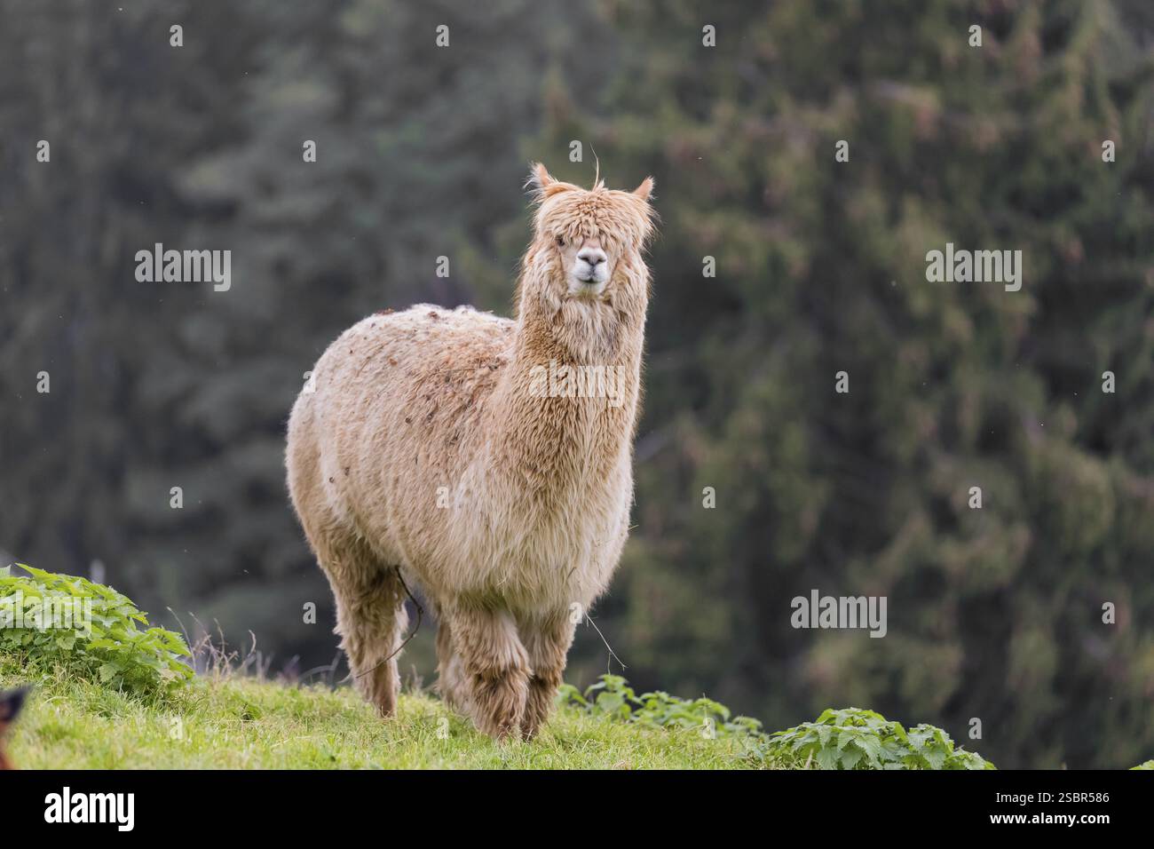 A white male Alpaca (Vicugna pacos) stands on hilly ground in front of ...