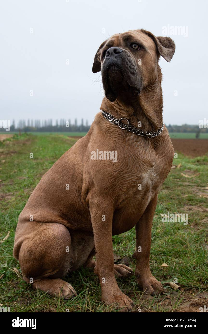 A beautiful Cane Corso dog with nice eyes. The Cane Corso is an ...
