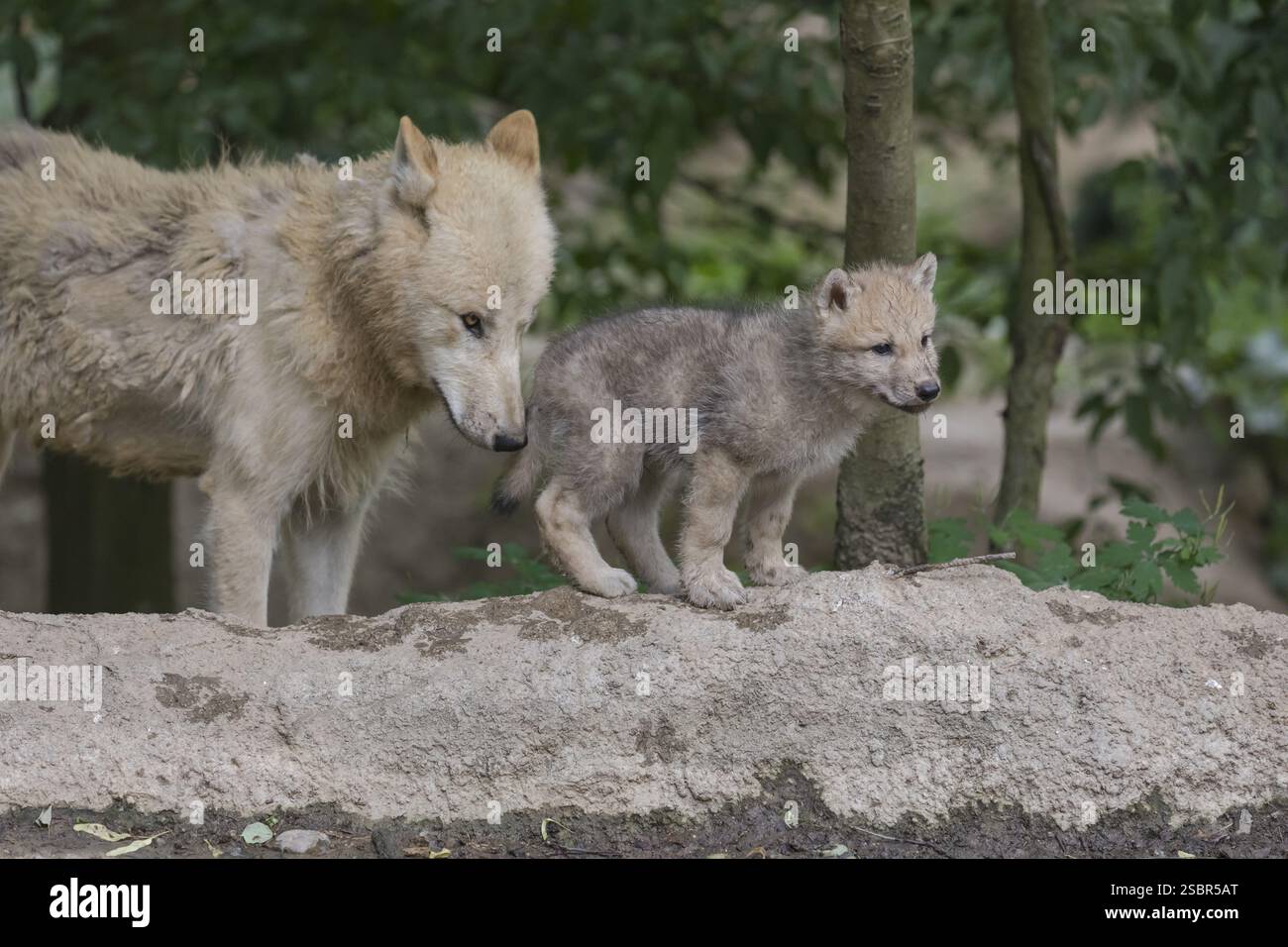 One four weeks old Arctic wolf cub and one adult wolf (Canis lupus ...