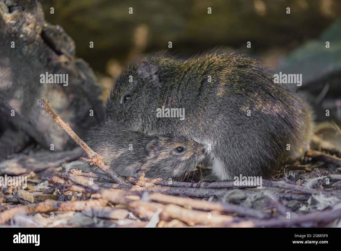 An adult female Brazilian guinea pig (Cavia aperea) nurses one of her ...