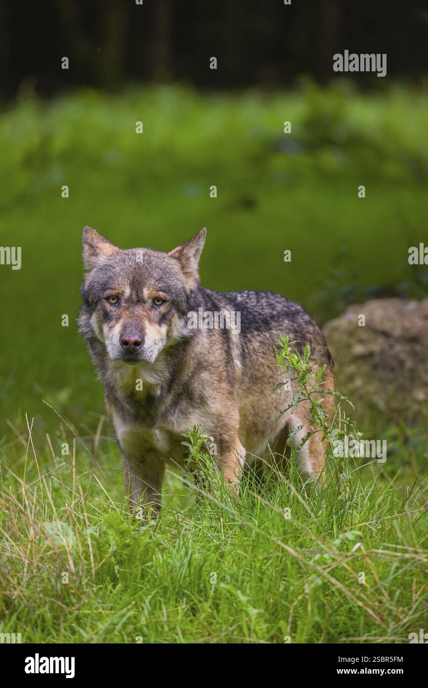 An adult male eurasian gray wolf (Canis lupus lupus) stands at the edge ...