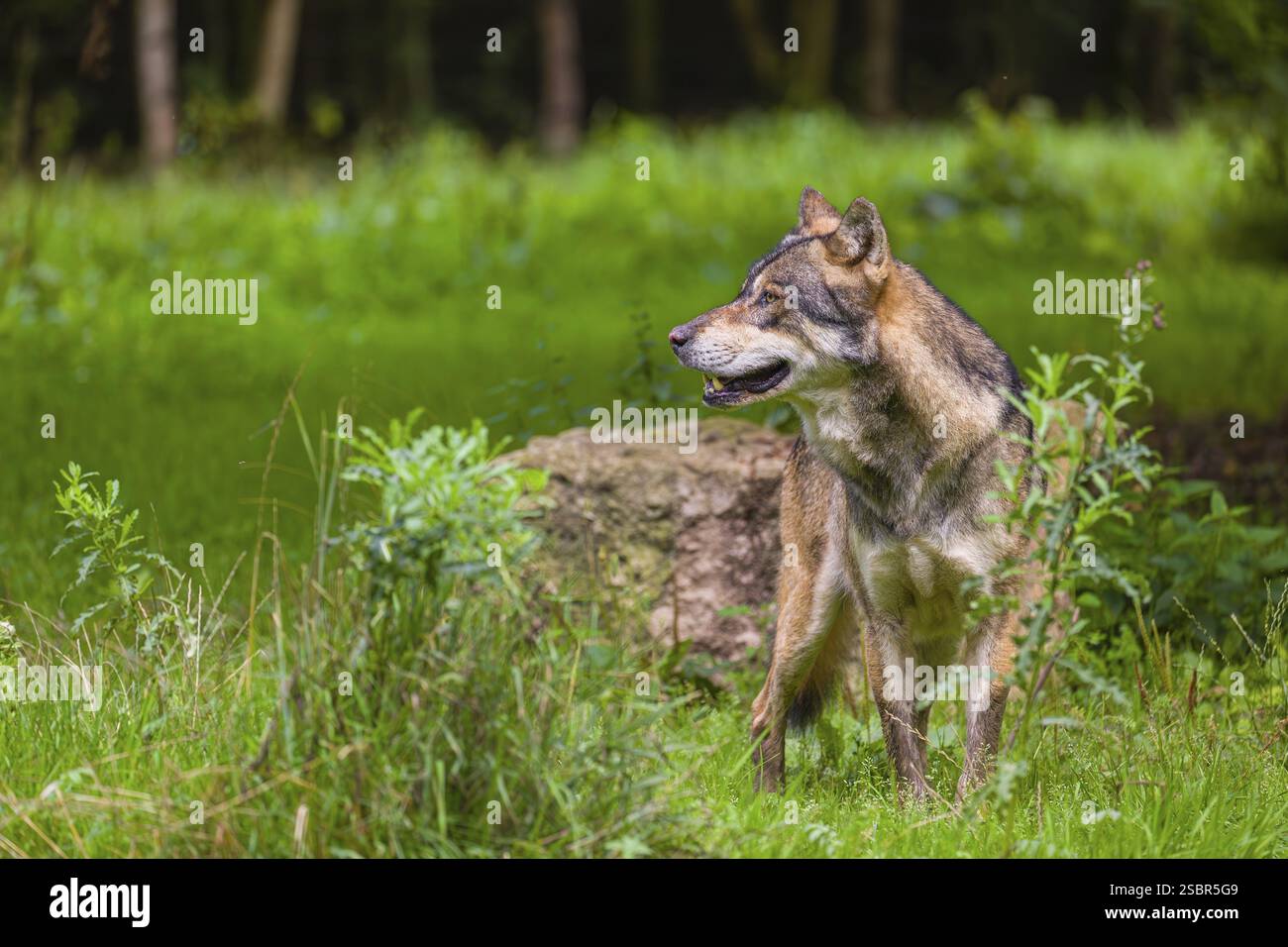 An adult male eurasian gray wolf (Canis lupus lupus) stands at the edge ...