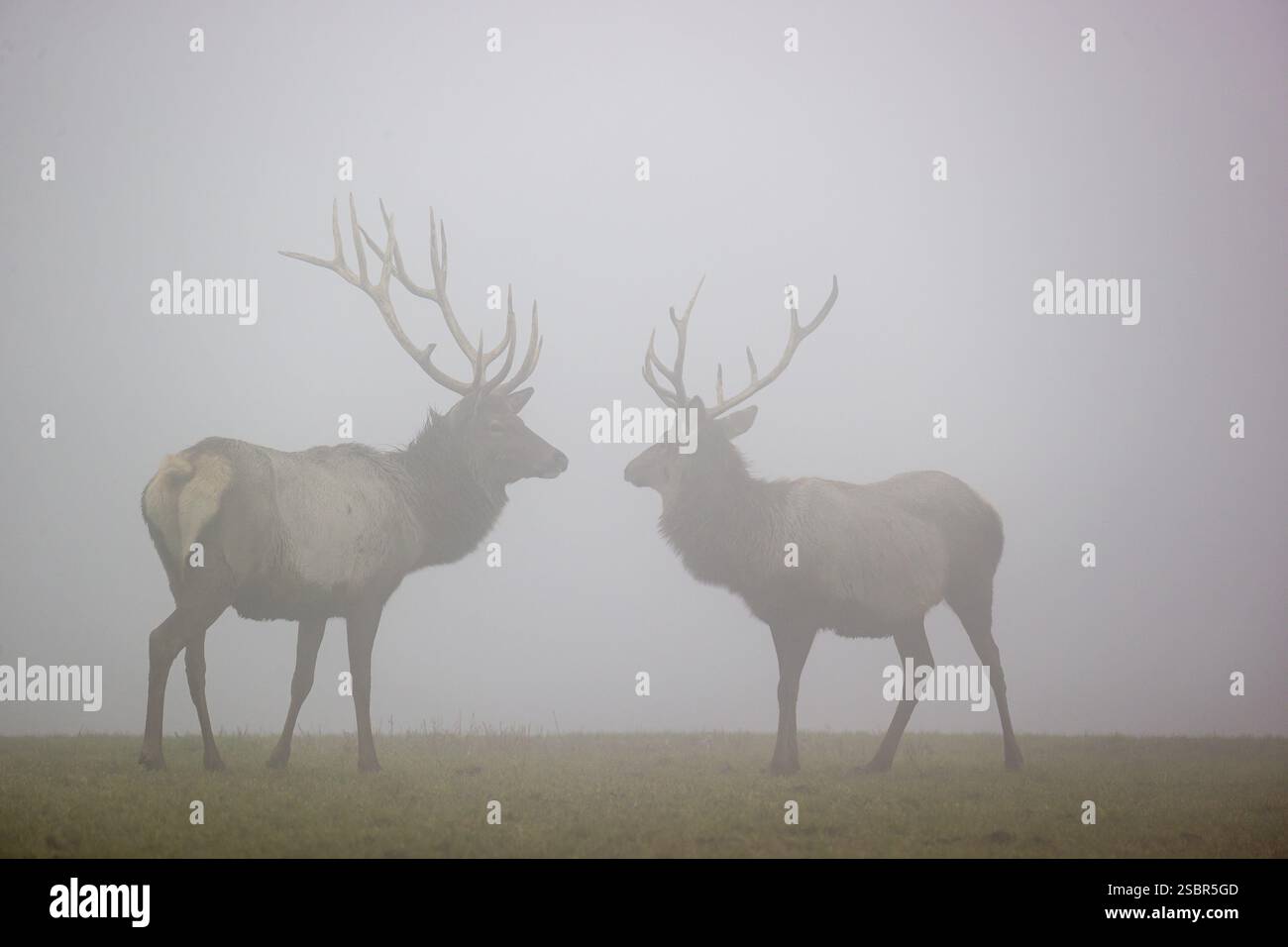 Two Altai maral stags, Altai wapiti or Altai elk (Cervus canadensis ...