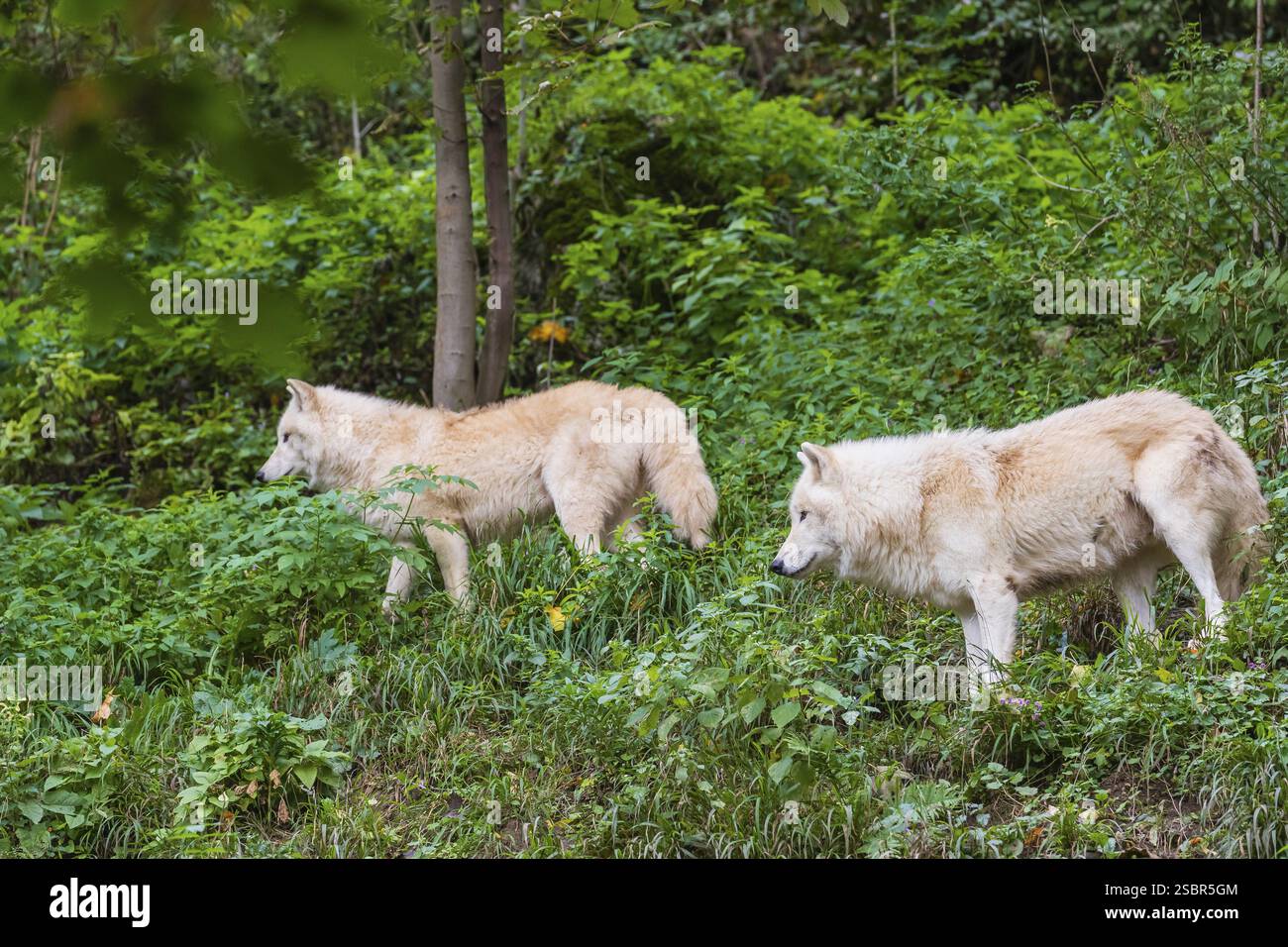Two adult Arctic wolves (Canis lupus arctos) walk through the green ...