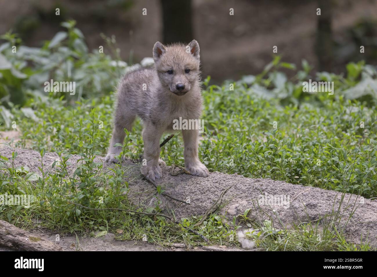 One four weeks old Arctic wolf cub (Canis lupus arctos) standing on a ...