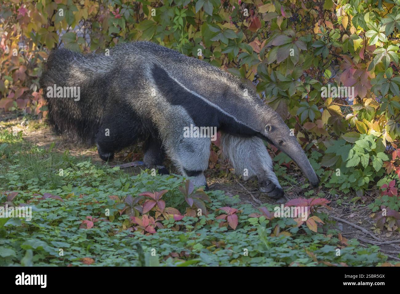 One giant anteater (Myrmecophaga tridactyla) walking along a fence ...