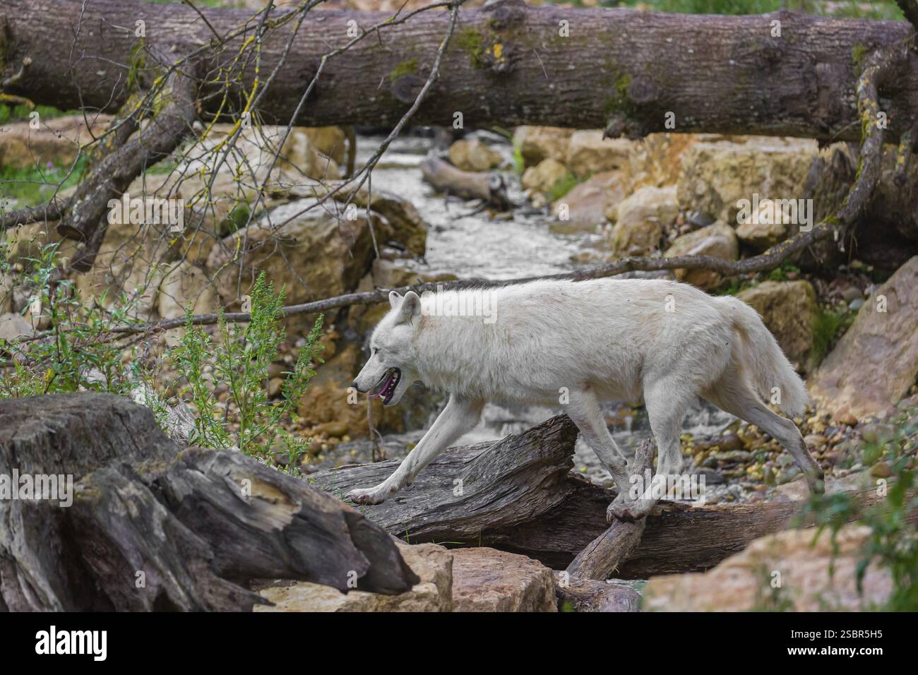 An Arctic wolf (Canis lupus arctos) runs over rocks, crossing a little ...