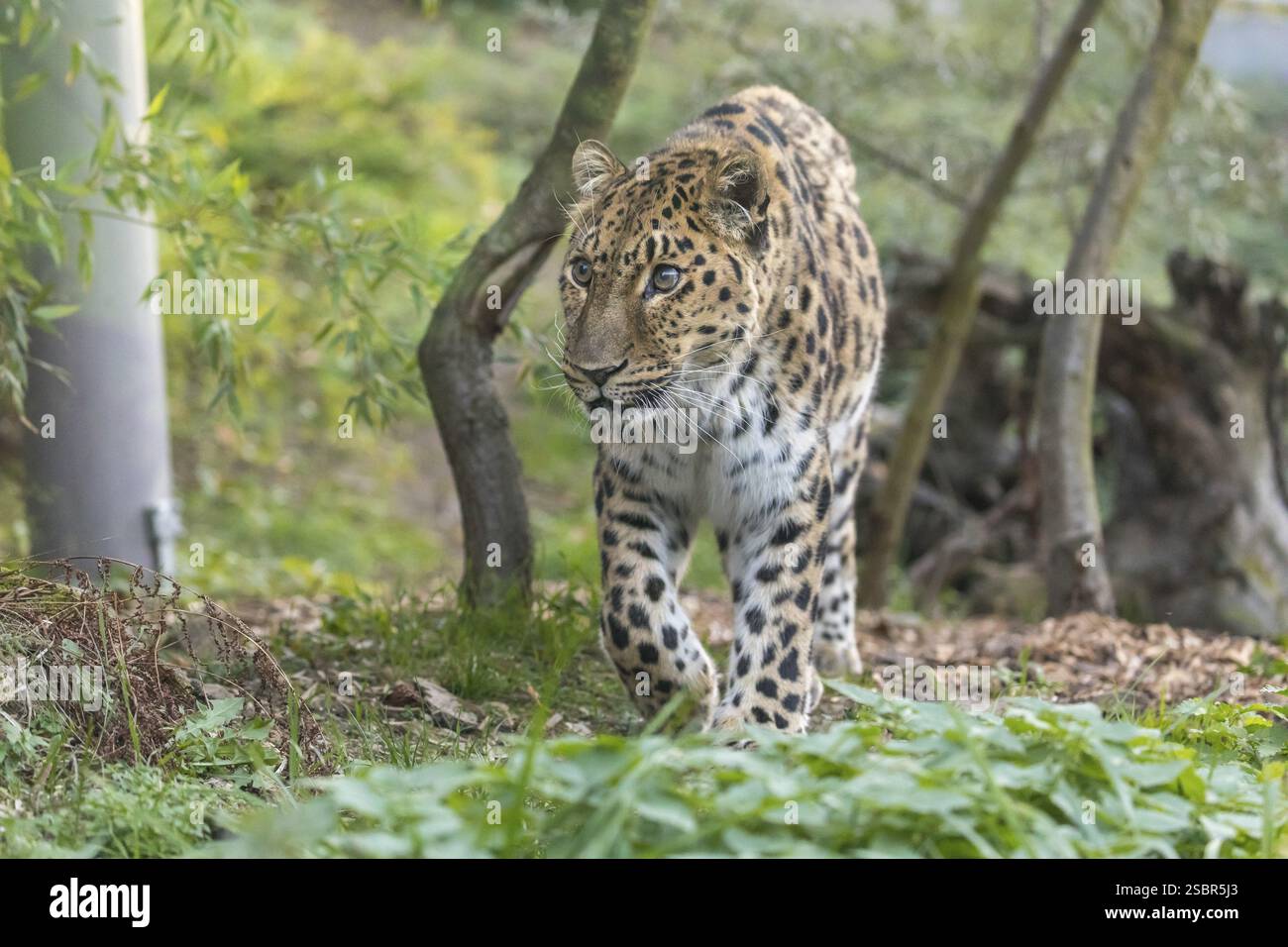 One Amur leopard (Panthera pardus orientalis) walking through green ...