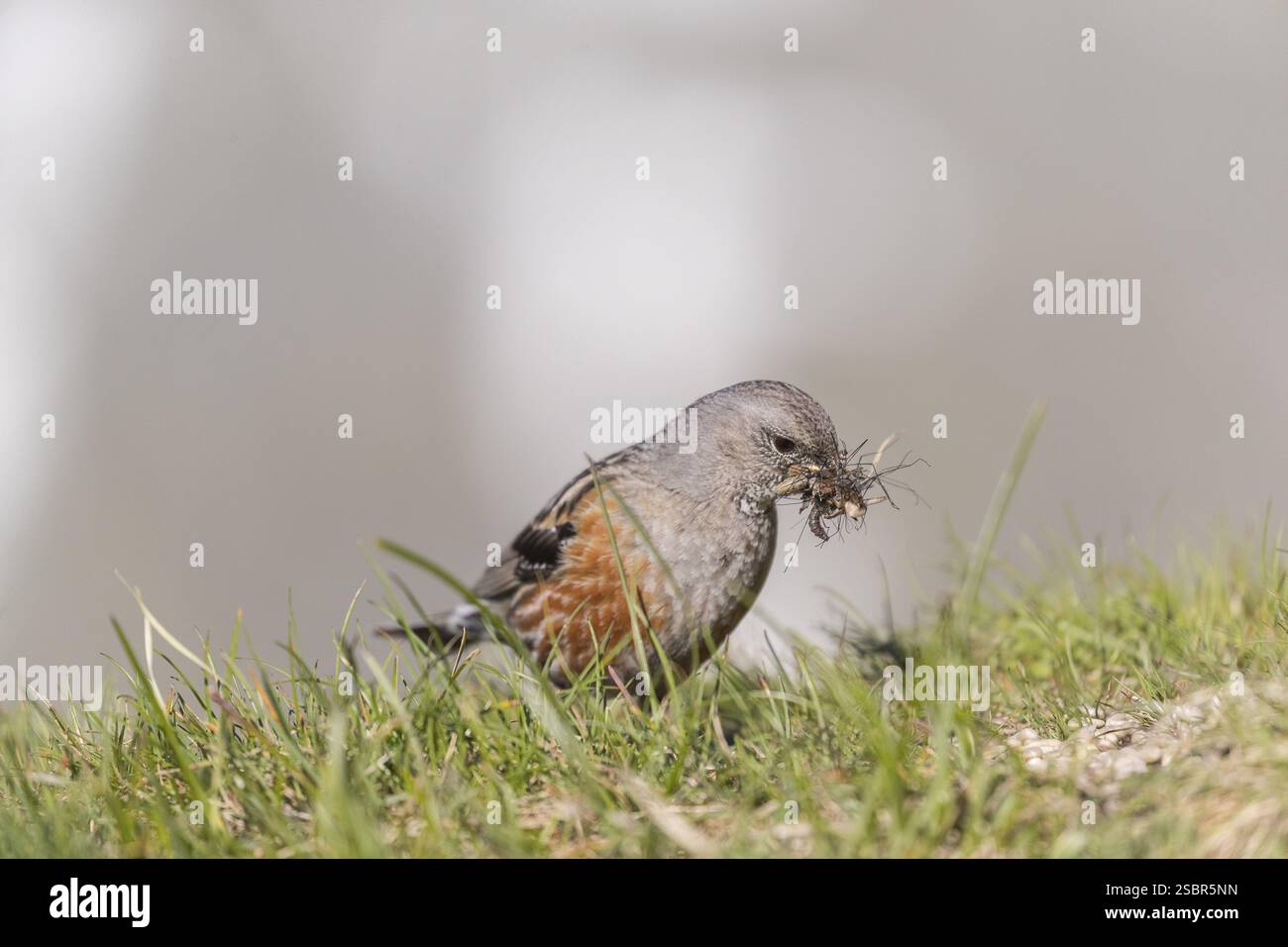 One adult alpine accentor (Prunella collaris collaris) walking on grass ...