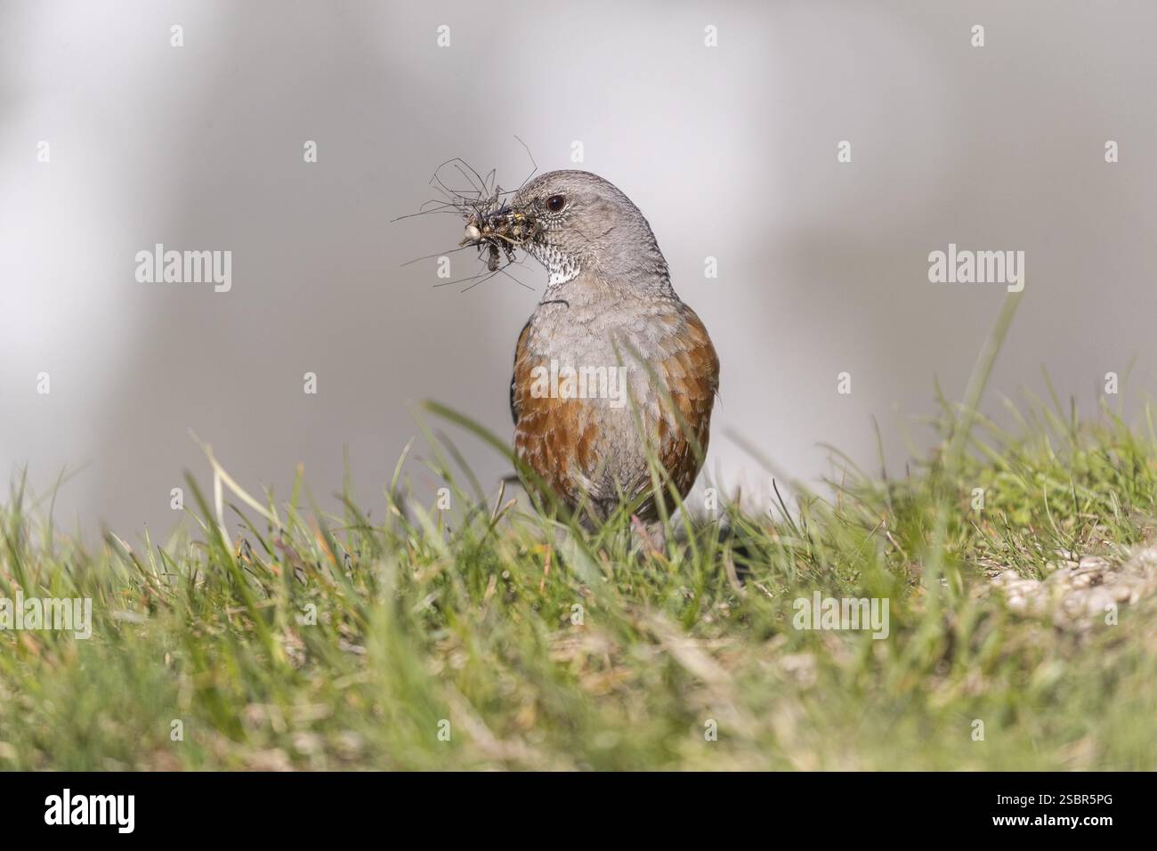 One adult alpine accentor (Prunella collaris collaris) walking on grass ...
