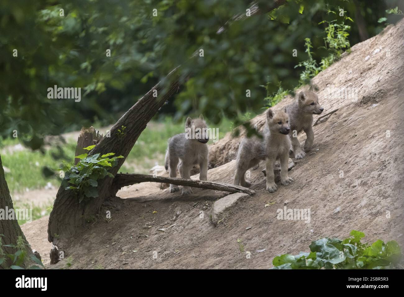 Three four weeks old Arctic wolf cub (Canis lupus arctos) standing on a ...