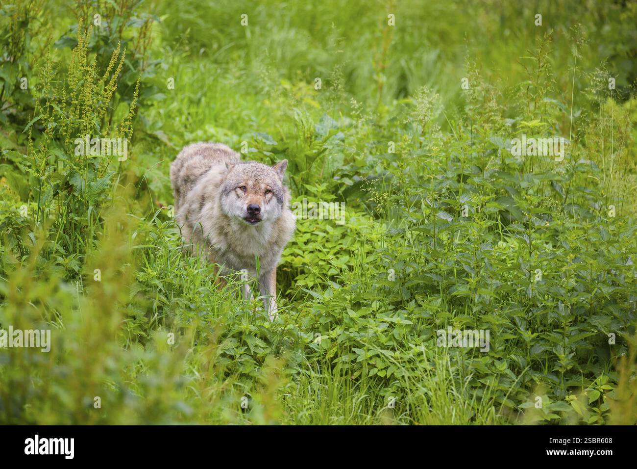 A submissive eurasian gray wolf (Canis lupus lupus) anxiously watches ...