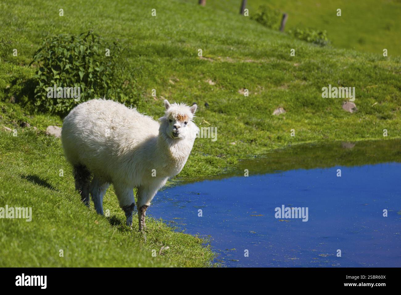 One white male Alpaca (Vicugna pacos) stands close to a pond Stock ...