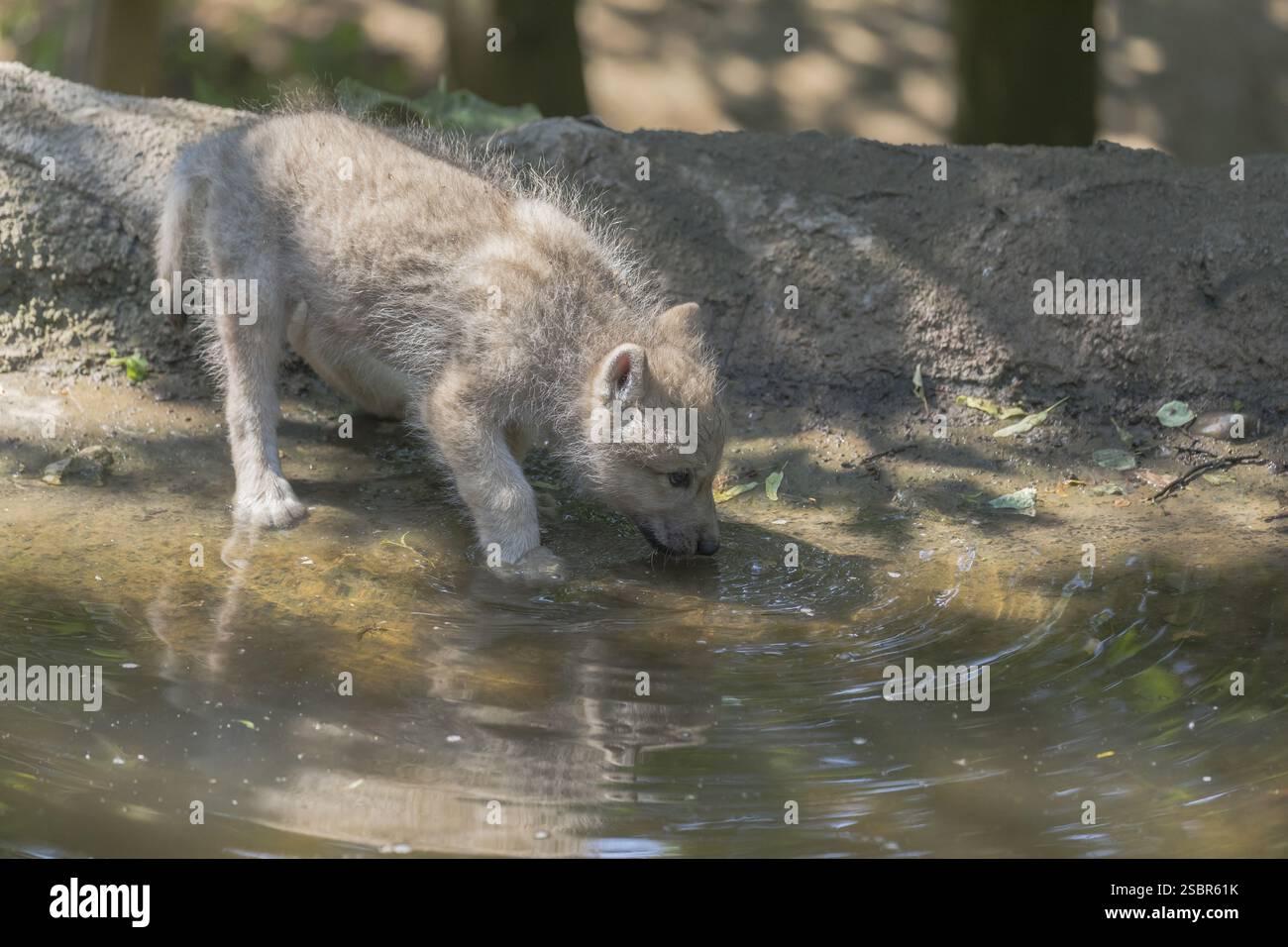 One four weeks old Arctic wolf cub (Canis lupus arctos) drinking water ...