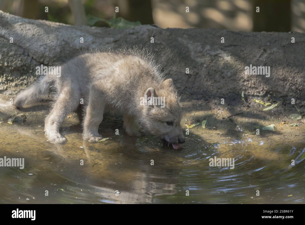 One four weeks old Arctic wolf cub (Canis lupus arctos) drinking water ...