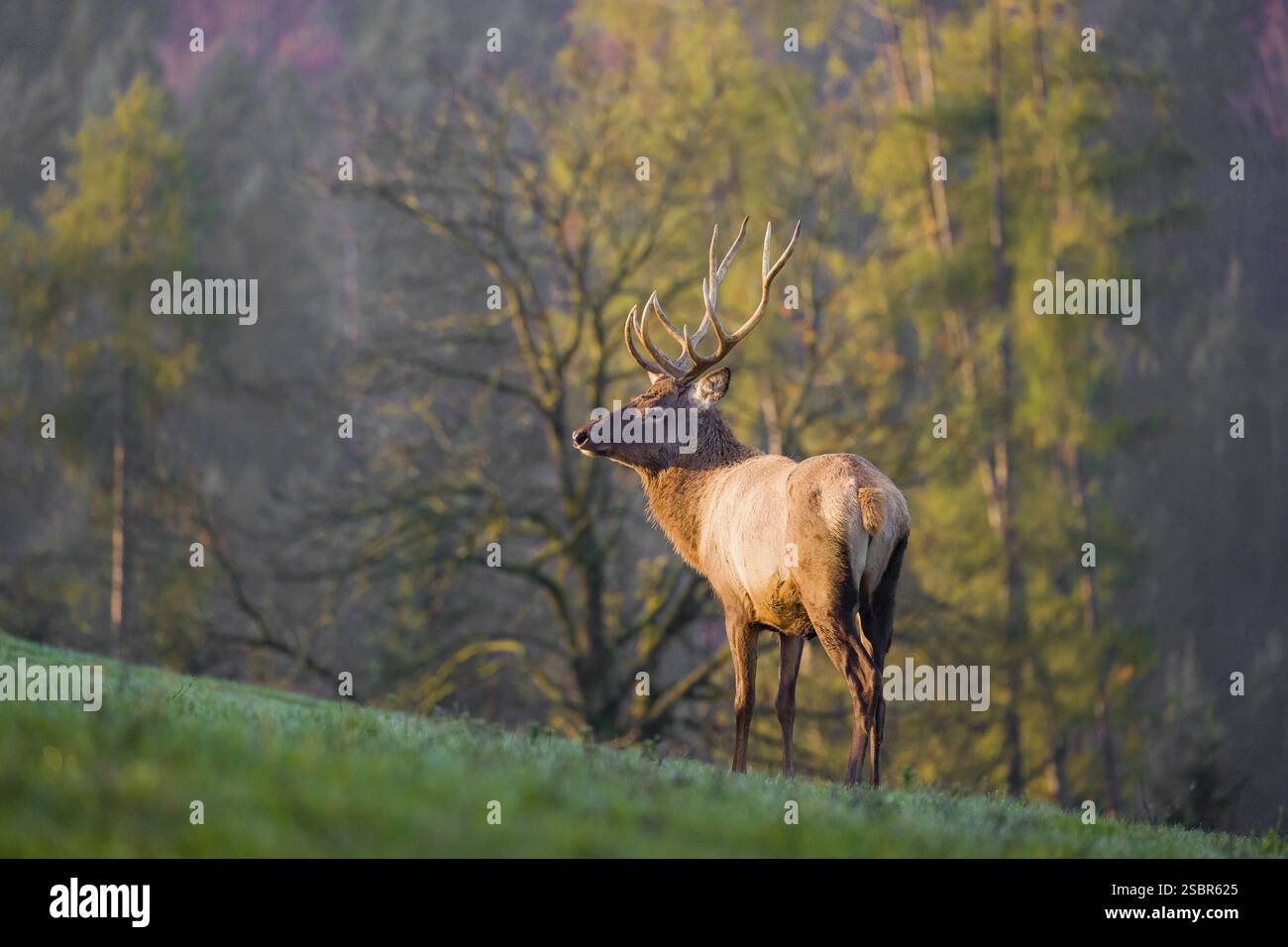 An Altai maral stag, Altai wapiti or Altai elk (Cervus canadensis ...