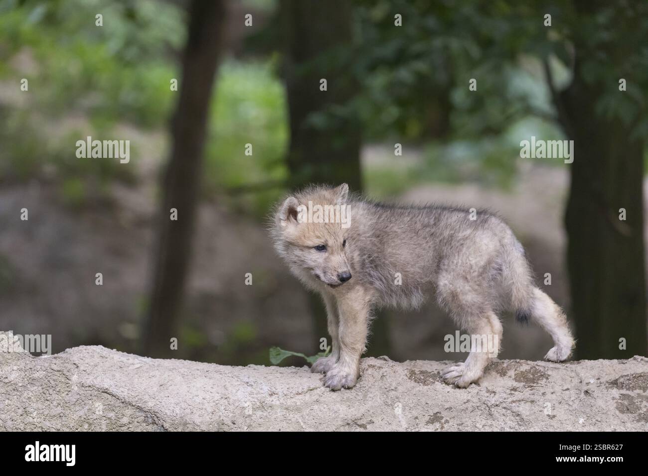 One four weeks old Arctic wolf cub (Canis lupus arctos) standing on a ...