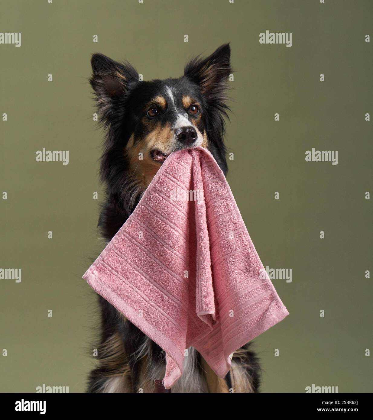 border collie holds a towel in its mouth, with a neutral background ...