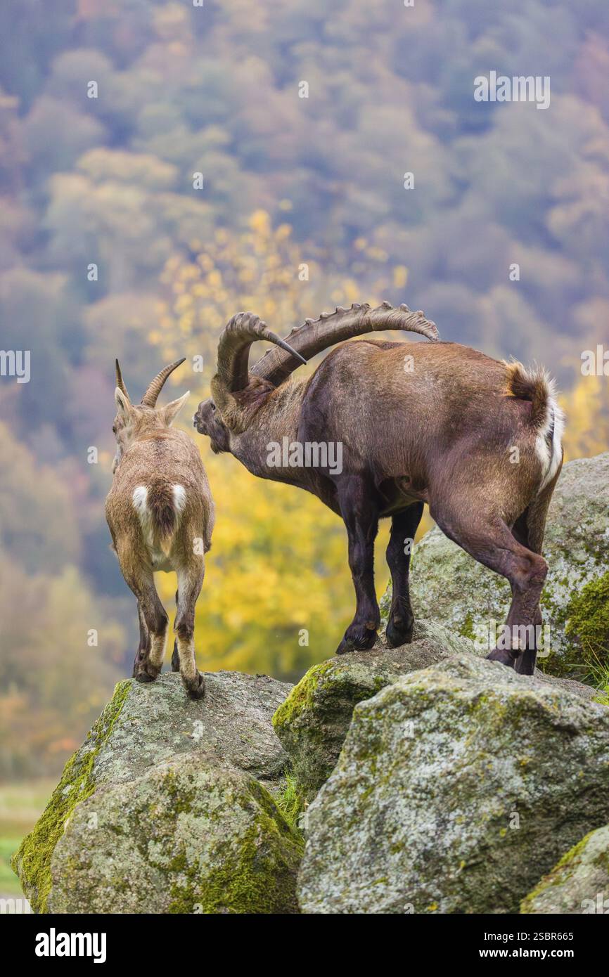 Two ibex (Capra ibex), a male and a female, stand on a rock. The male ...