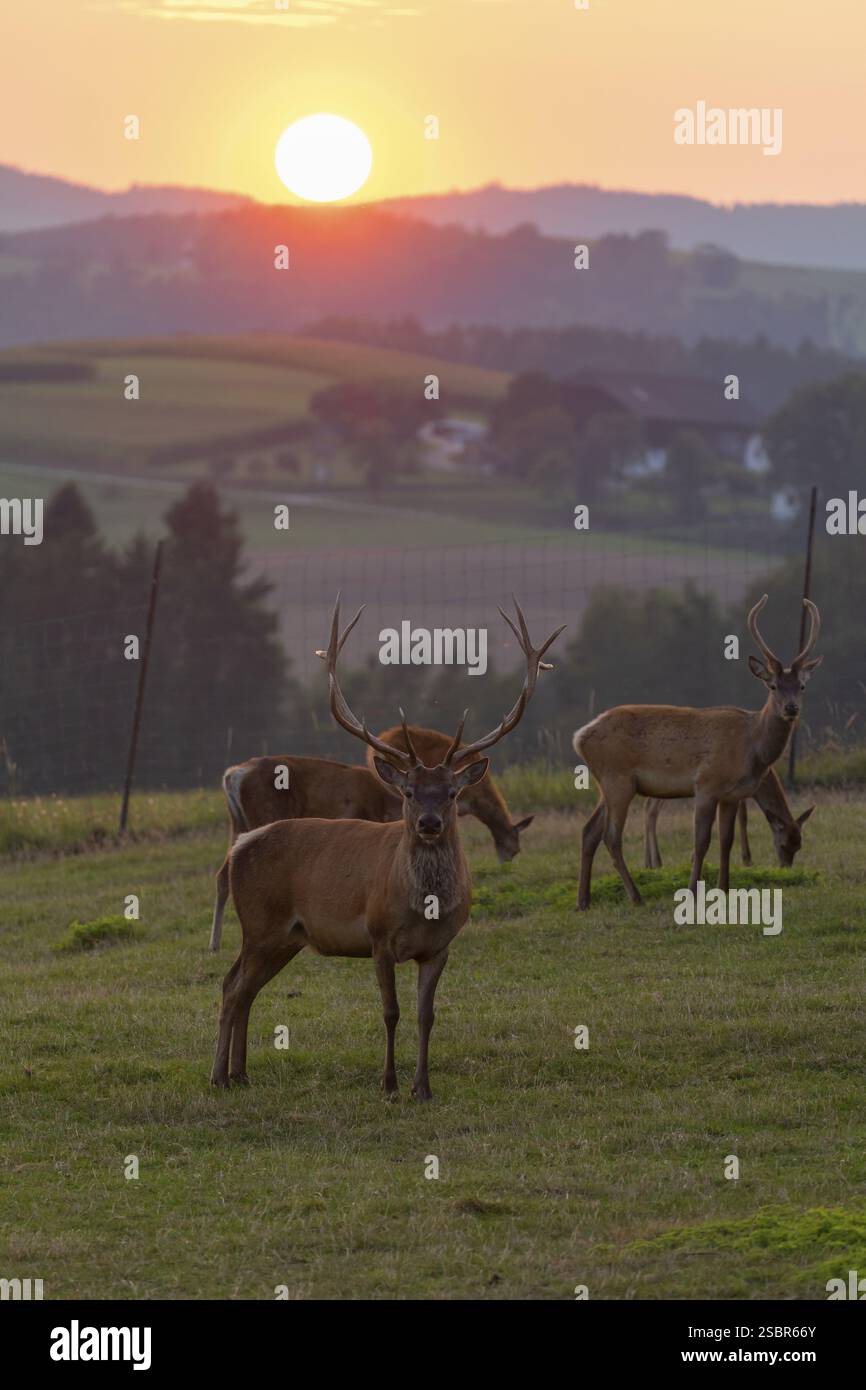 A herd of Altai maral, Altai wapiti or Altai elk (Cervus canadensis ...