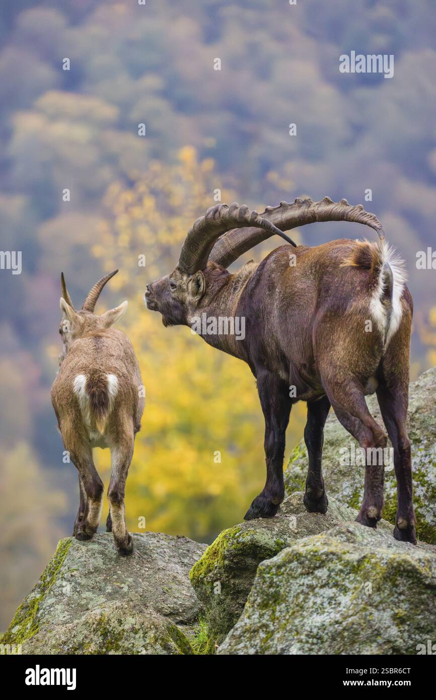 Two ibex (Capra ibex), a male and a female, stand on a rock. The male ...