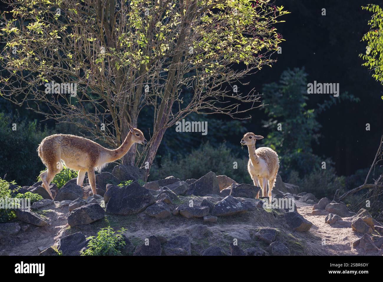Two vicunas (Lama vicugna) stand on rocky terrain under a tree in a ...