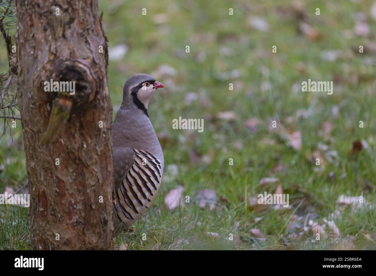 One Rock Ptarmigan, Lagopus muta, (Ptarmigan, Snow Chicken, Partridge ...