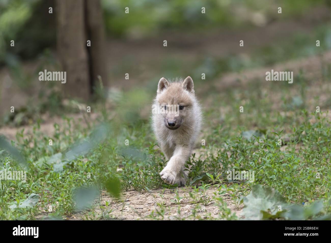 One four weeks old Arctic wolf cub (Canis lupus arctos) walking over ...