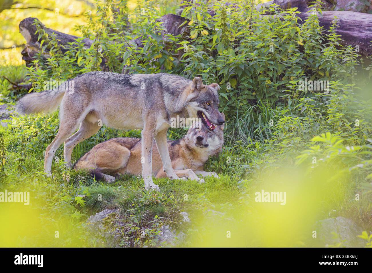 Two eurasian gray wolves (Canis lupus lupus) on a small hill between ...