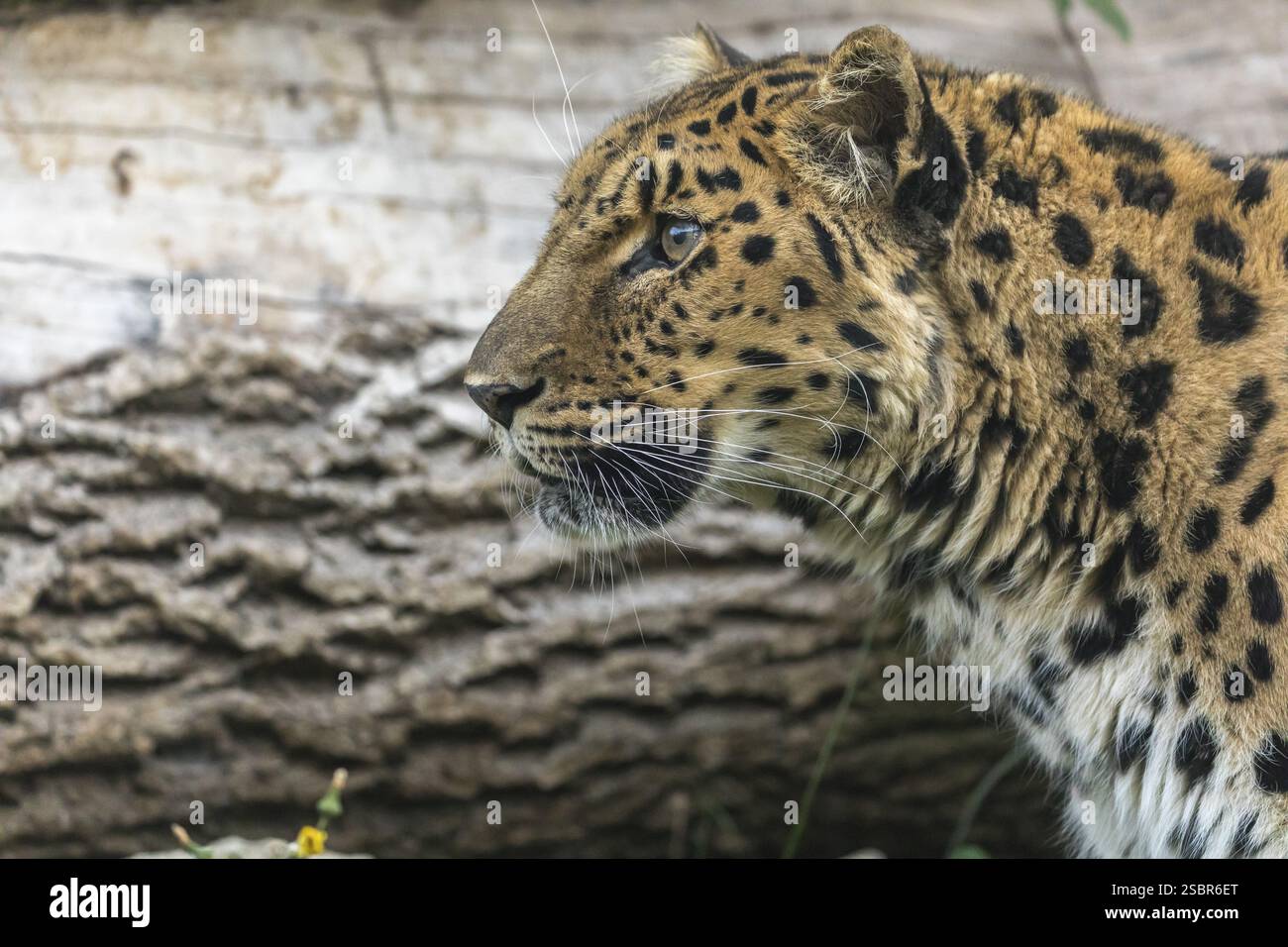 One Amur leopard (Panthera pardus orientalis) walking through green ...