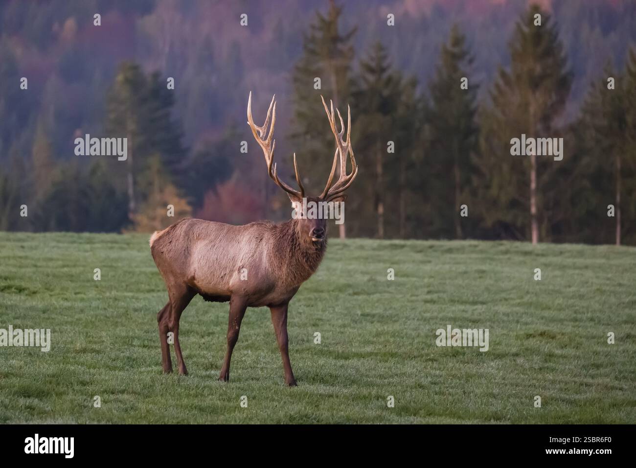 An Altai maral stag, Altai wapiti or Altai elk (Cervus canadensis ...