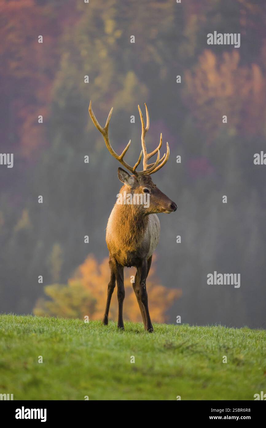 An Altai maral stag, Altai wapiti or Altai elk (Cervus canadensis ...