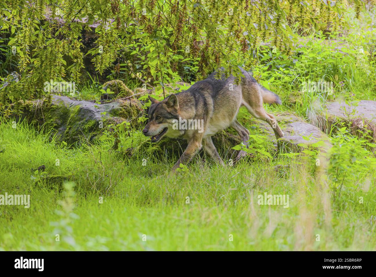 An adult male Eurasian gray wolf (Canis lupus lupus) runs through a ...