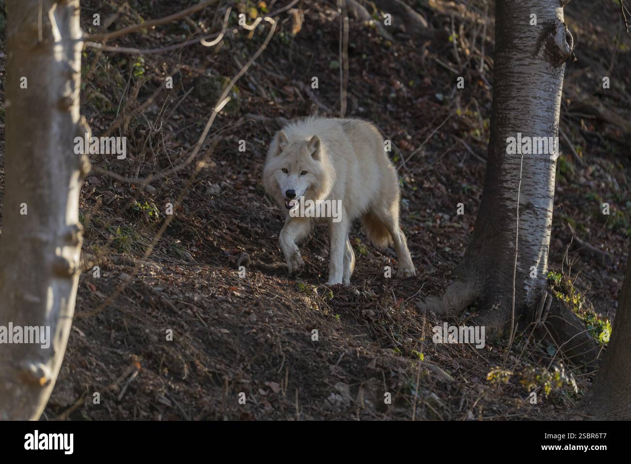 One adult Arctic wolf (Canis lupus arctos) walking through a forest on ...