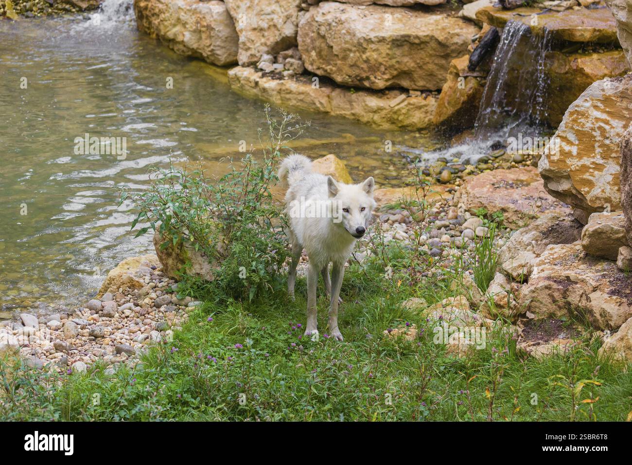 An Arctic wolf (Canis lupus arctos) leaving a pool of water below a ...