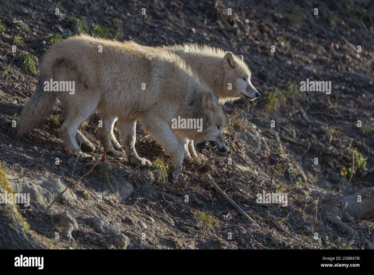 Two adult Arctic wolves (Canis lupus arctos) standing in a forest on ...