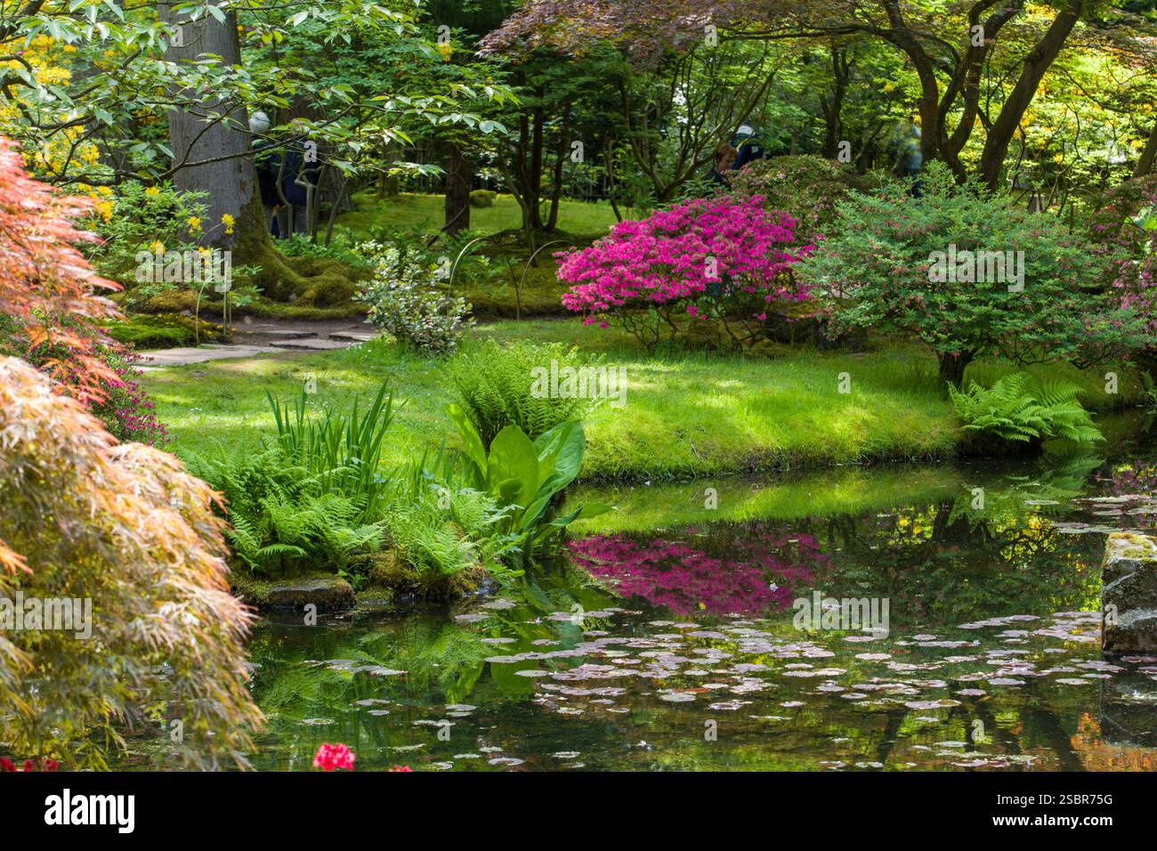 Amazing landscape of rhododendron blossom, pond and Japanese maple ...