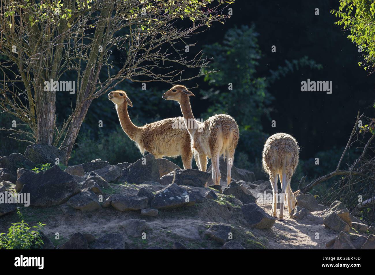 Three vicunas (Lama vicugna) stand on rocky terrain under a tree in a ...