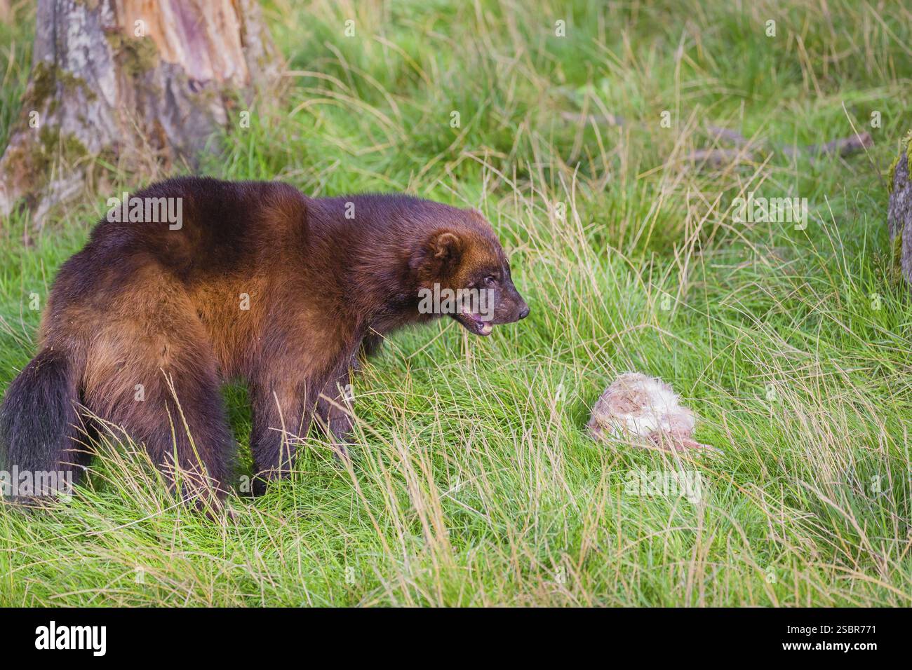 A wolverine (Gulo gulo) sits next to a dead rabbit lying in the grass ...