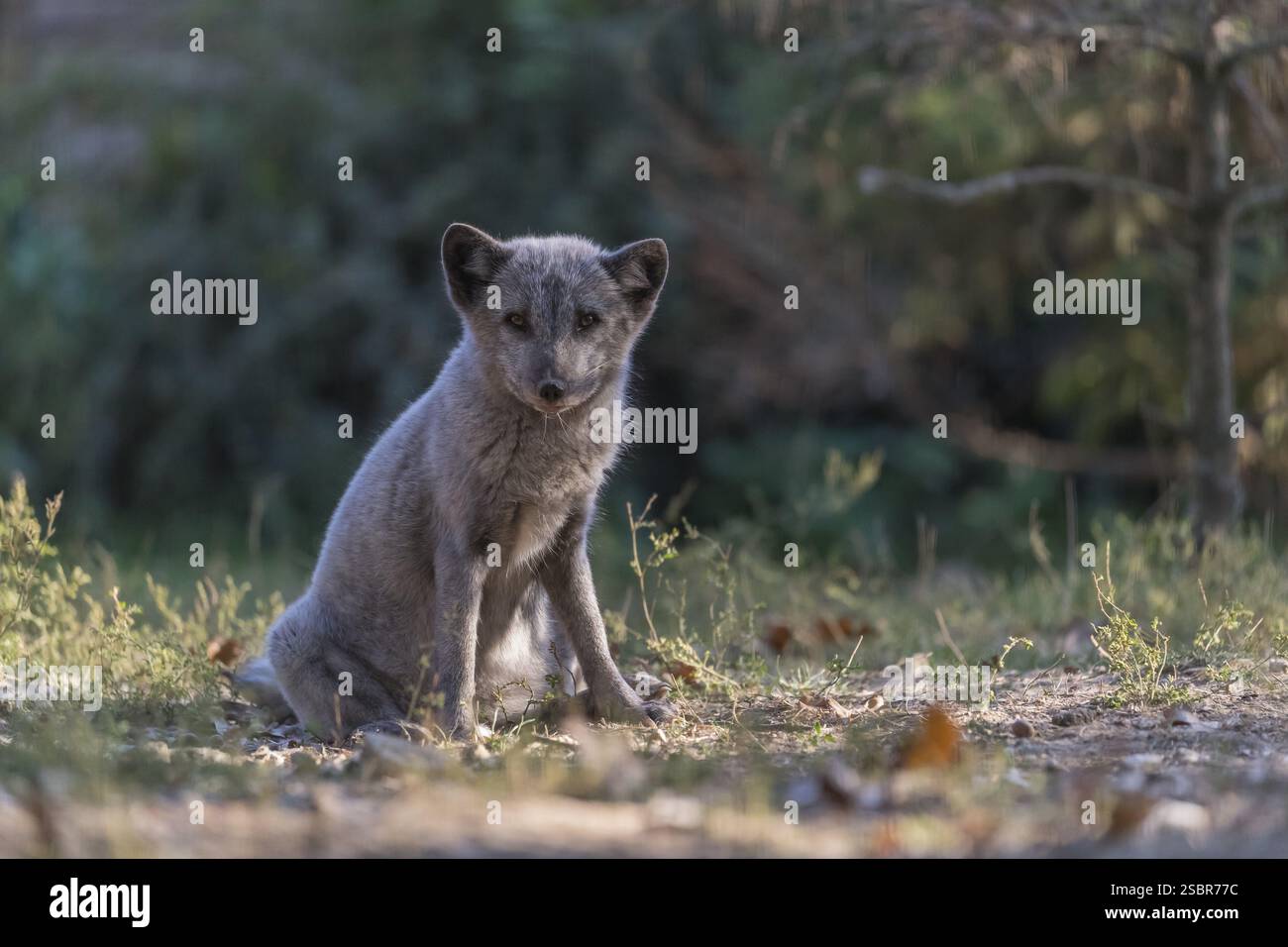 One young arctic fox (Vulpes lagopus), (white fox, polar fox, or snow ...