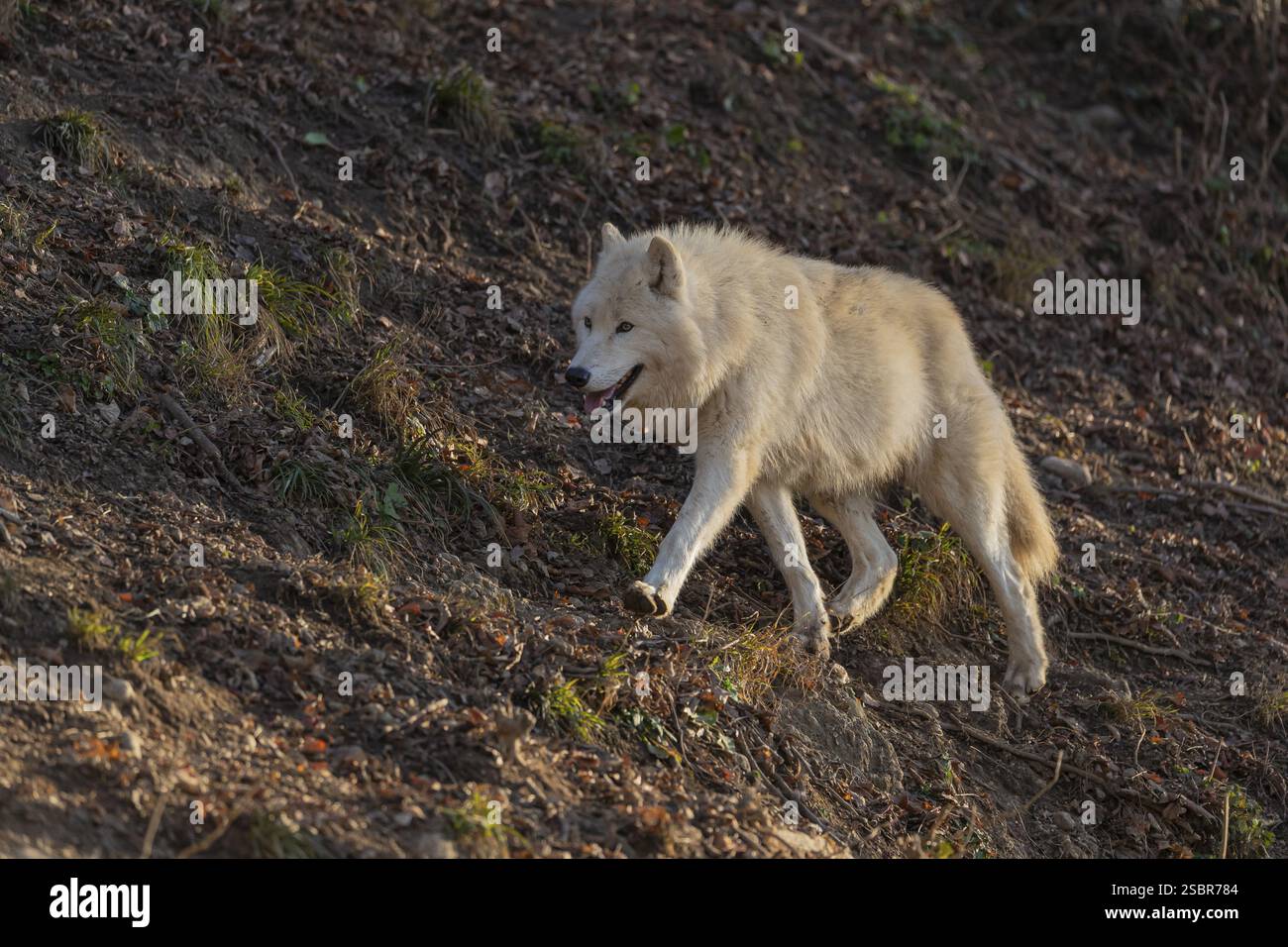 One adult Arctic wolf (Canis lupus arctos) walking through a forest on ...