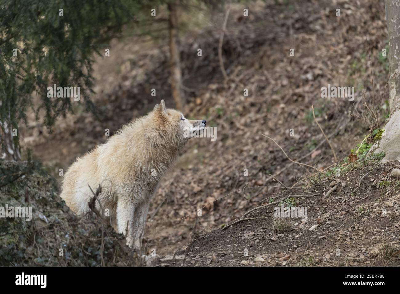 One adult Arctic wolves (Canis lupus arctos) standing in a forest on ...