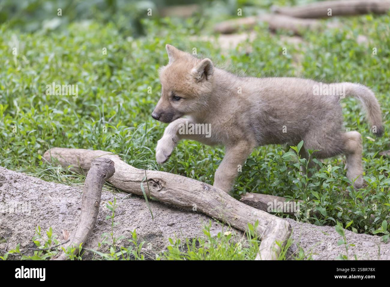 One four weeks old Arctic wolf cub (Canis lupus arctos) walking over ...