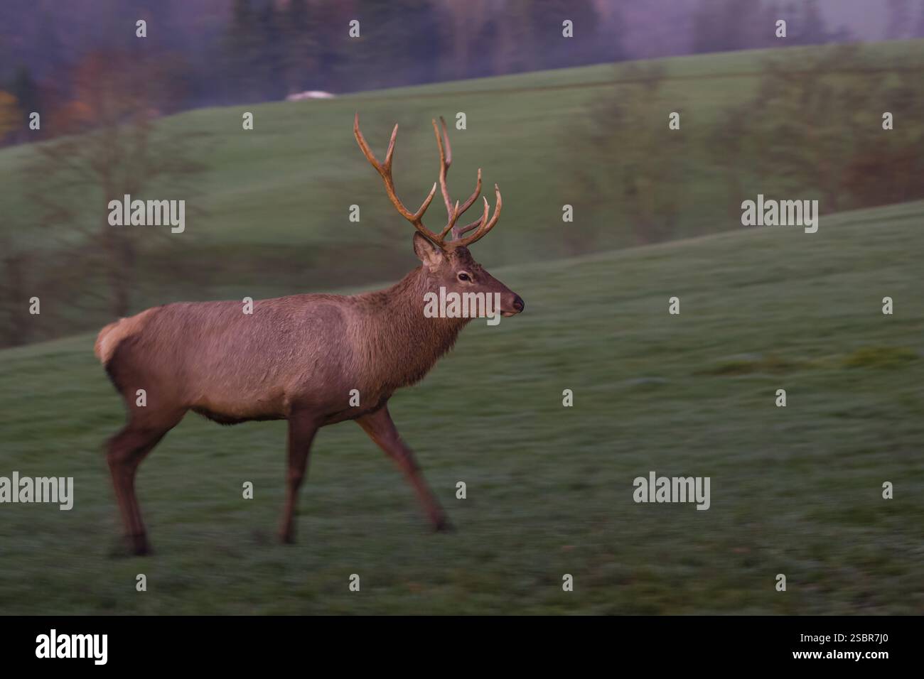 An Altai maral stag, Altai wapiti or Altai elk (Cervus canadensis ...