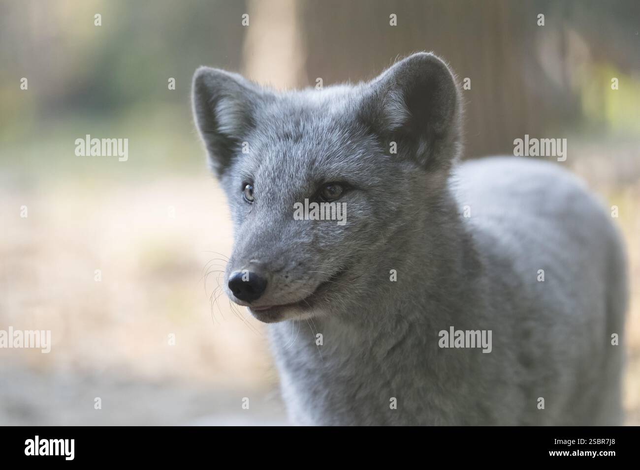 Portrait of one young arctic fox (Vulpes lagopus), (white fox, polar ...