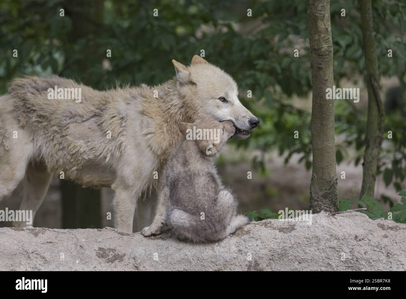 One four weeks old Arctic wolf cub and one adult wolf (Canis lupus ...