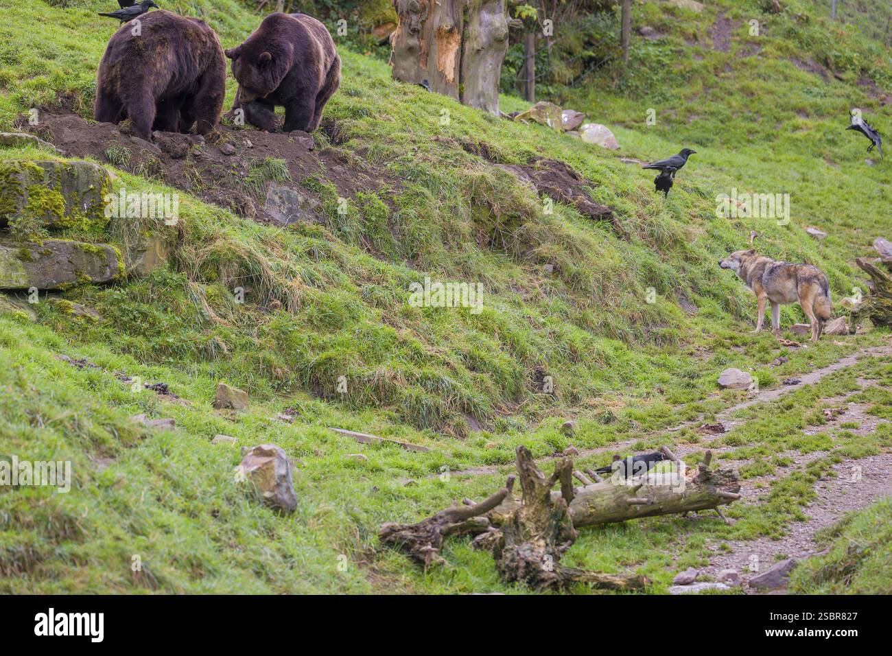 A Eurasian gray wolf (Canis lupus lupus) watches two European brown ...