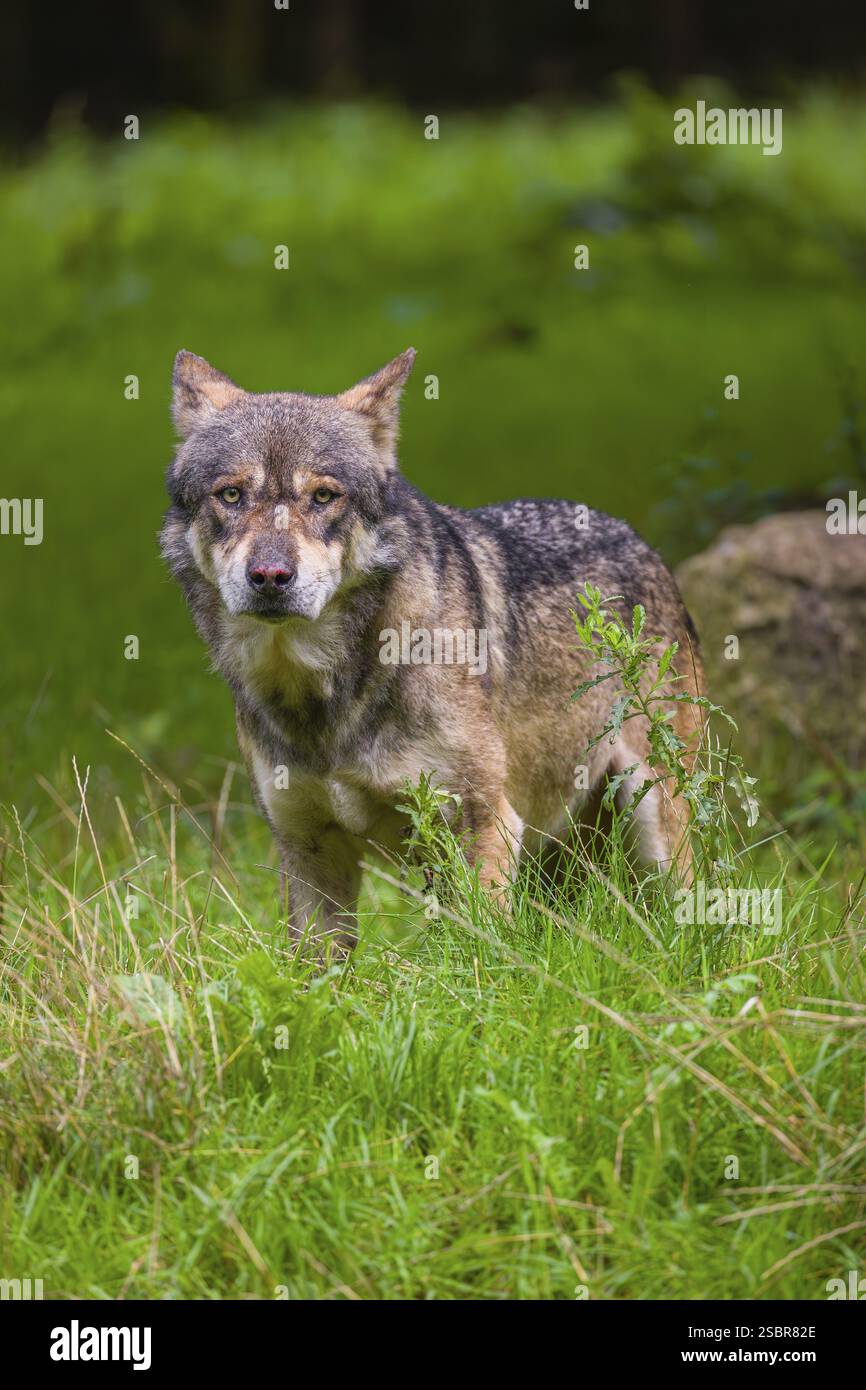 An adult male eurasian gray wolf (Canis lupus lupus) stands at the edge ...